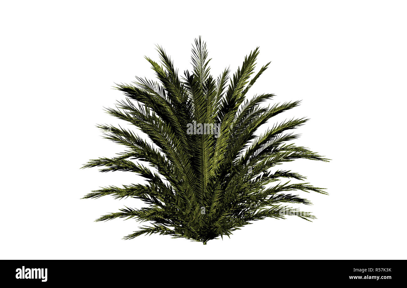 tropical plant isolated Stock Photo - Alamy