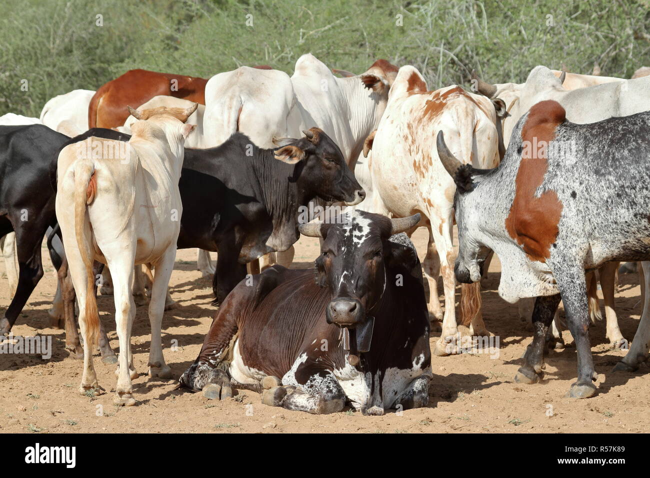 Ethiopia africa stock hi-res stock photography and images - Alamy
