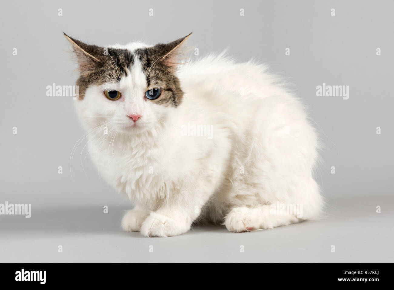 Cymric hi-res stock photography and images - Alamy
