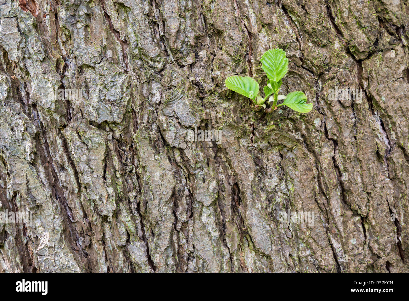 tree trunk with young shoots Stock Photo - Alamy