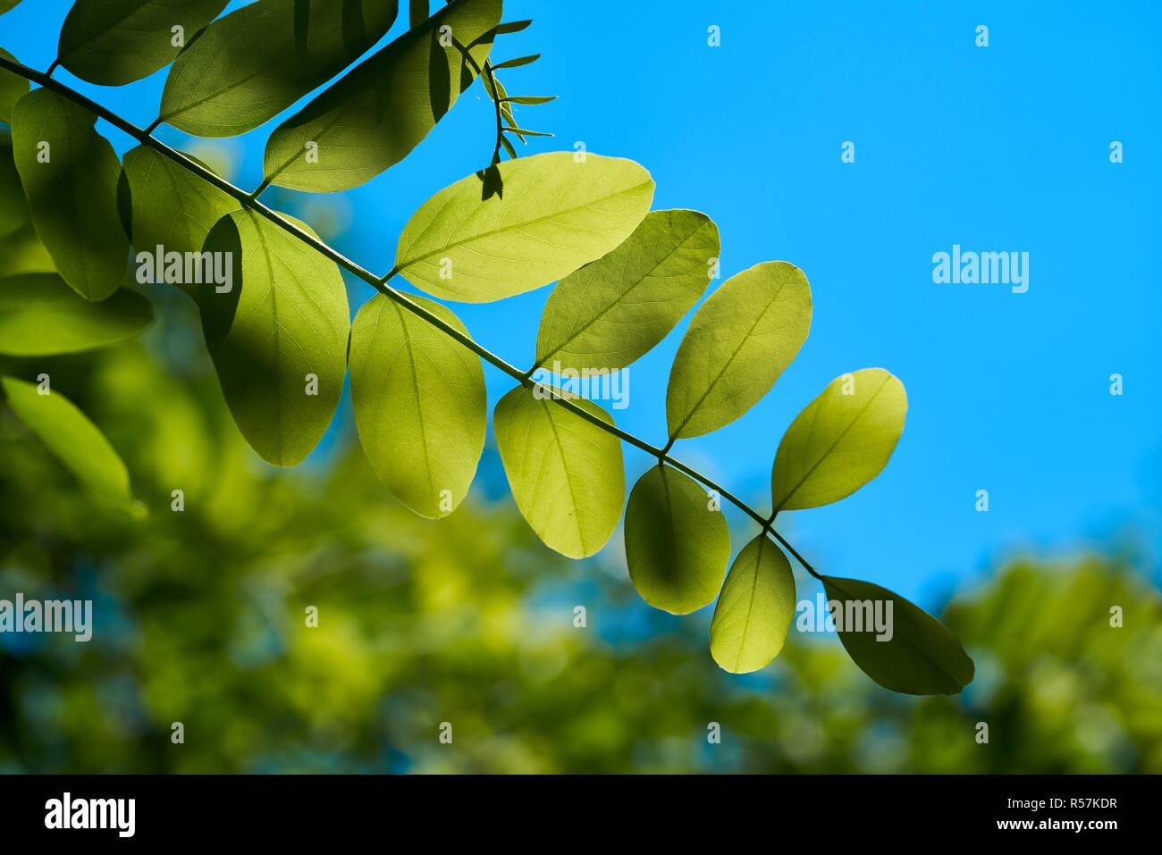 leaves of a robinia in spring Stock Photo - Alamy