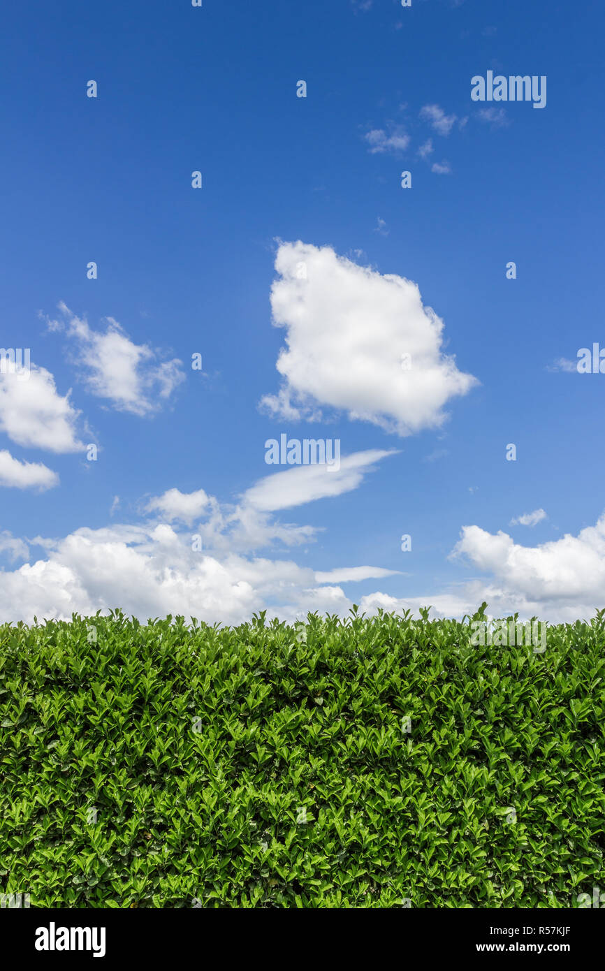 Jump Hedge Fence High Resolution Stock Photography and Images - Alamy