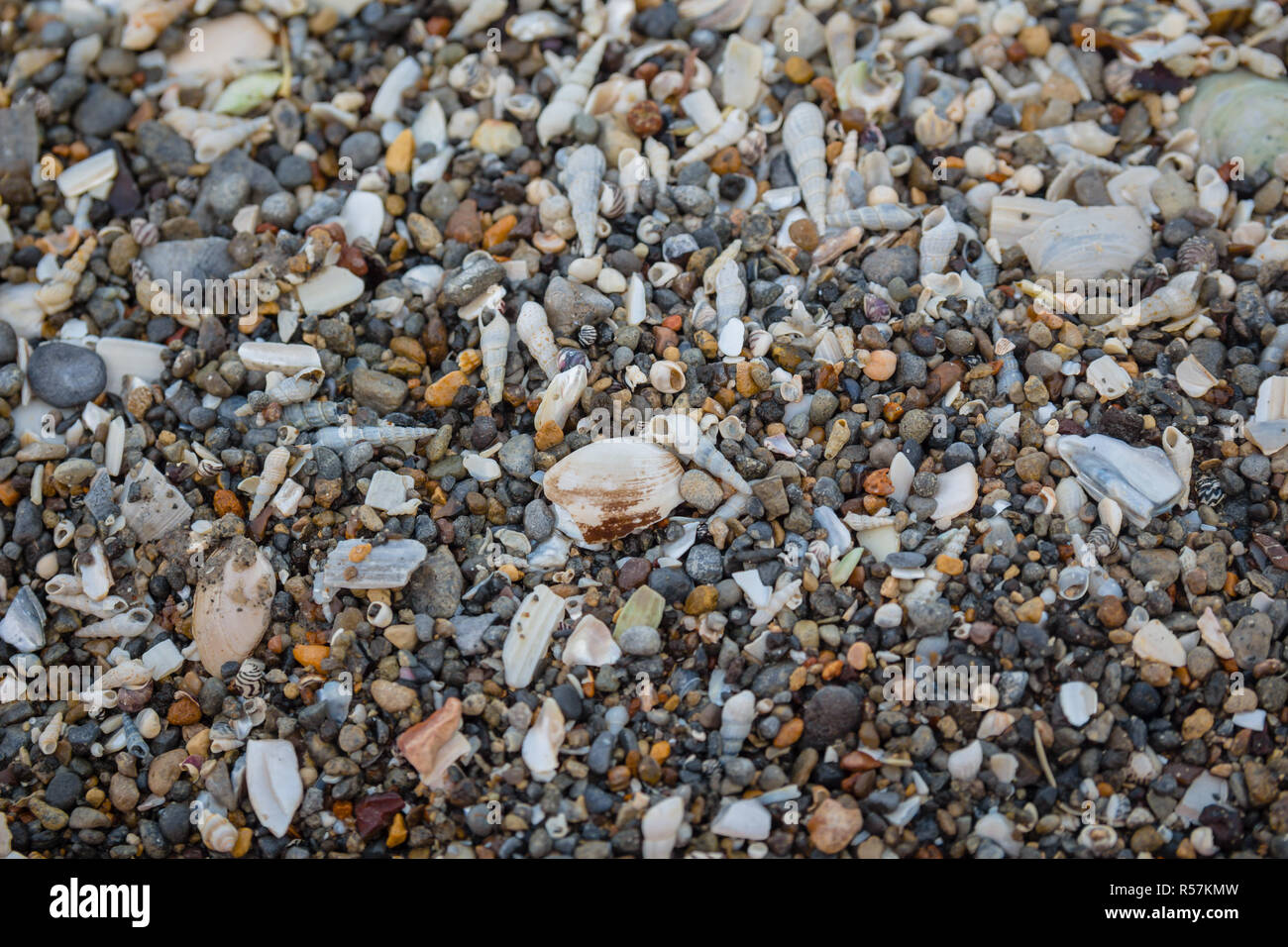 Tiny and large sea shell and rocks texture background Stock Photo - Alamy