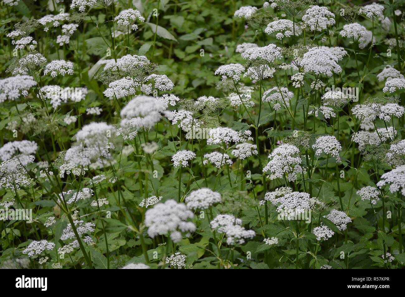 Giersch hi-res stock photography and images - Alamy