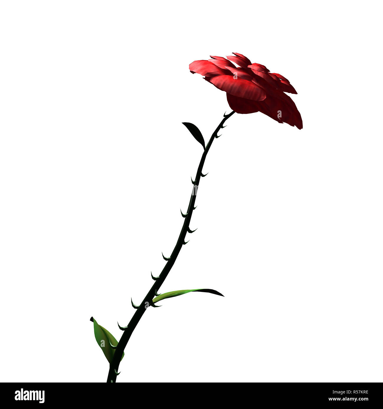 rose with stem and thorns free Stock Photo - Alamy