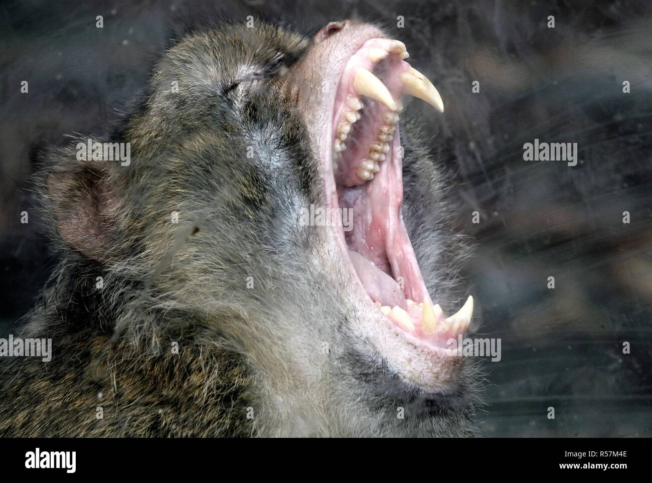 Angry monkey shouting hi-res stock photography and images - Alamy