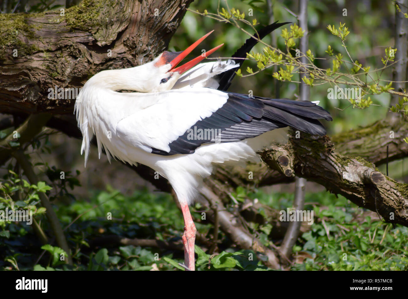One storks in a wood Stock Photo - Alamy