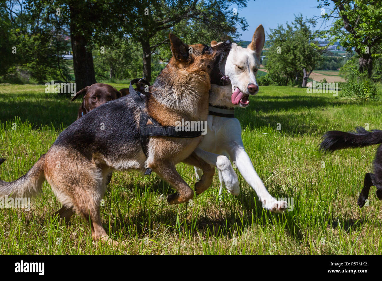 Gassi dogs hi-res stock photography and images - Alamy