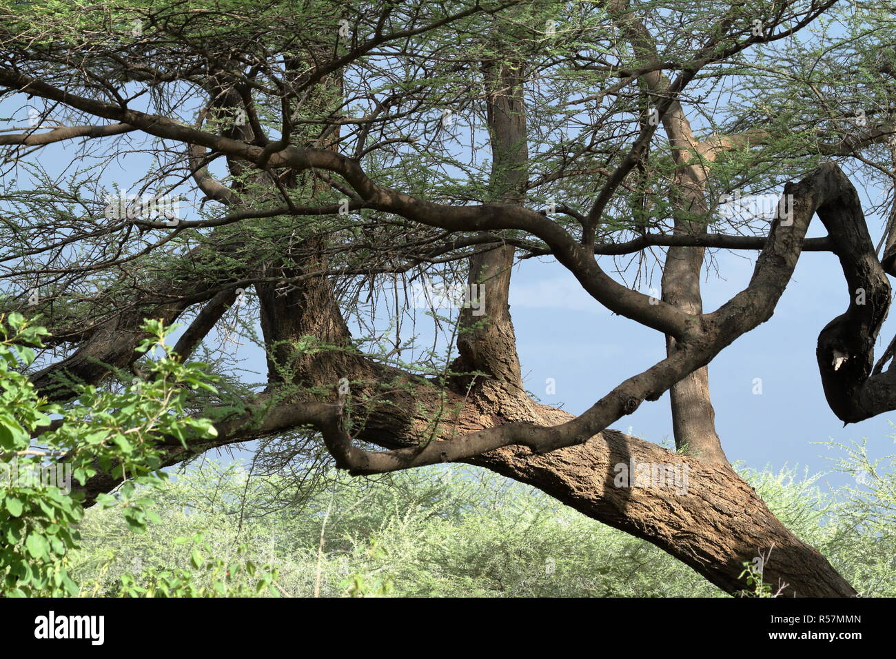the savanna and forest in the omo valley of ethiopia Stock Photo - Alamy