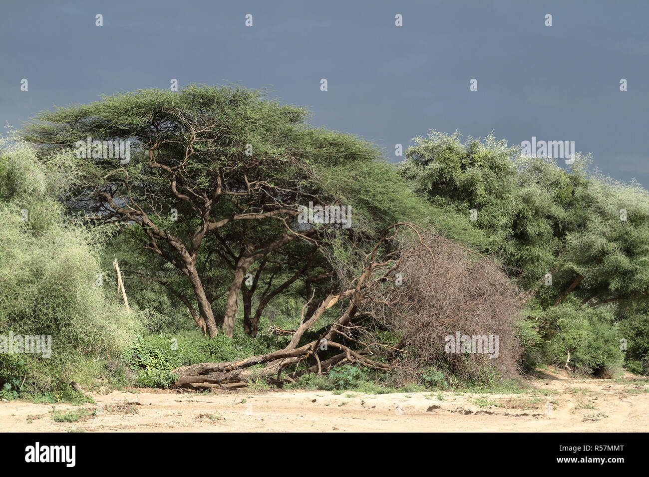 the savanna and forest in the omo valley of ethiopia Stock Photo - Alamy