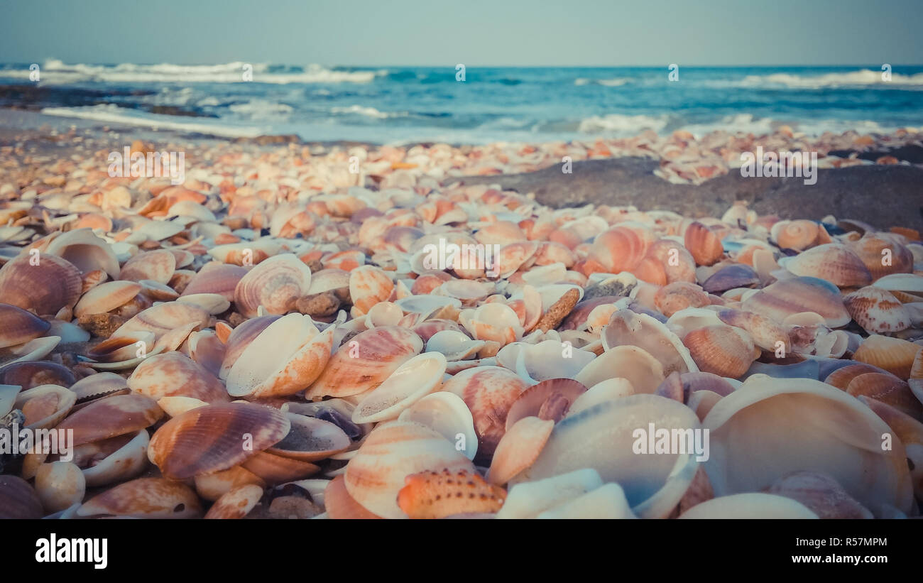 Sea shells on the beach Stock Photo - Alamy