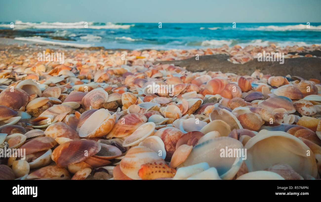 Sea shells on the beach Stock Photo - Alamy