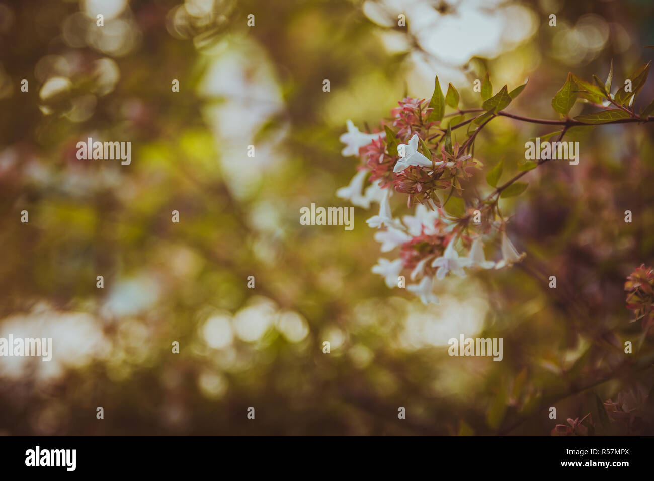 Afternoon lawn grass spring summer bloom hi-res stock photography and ...