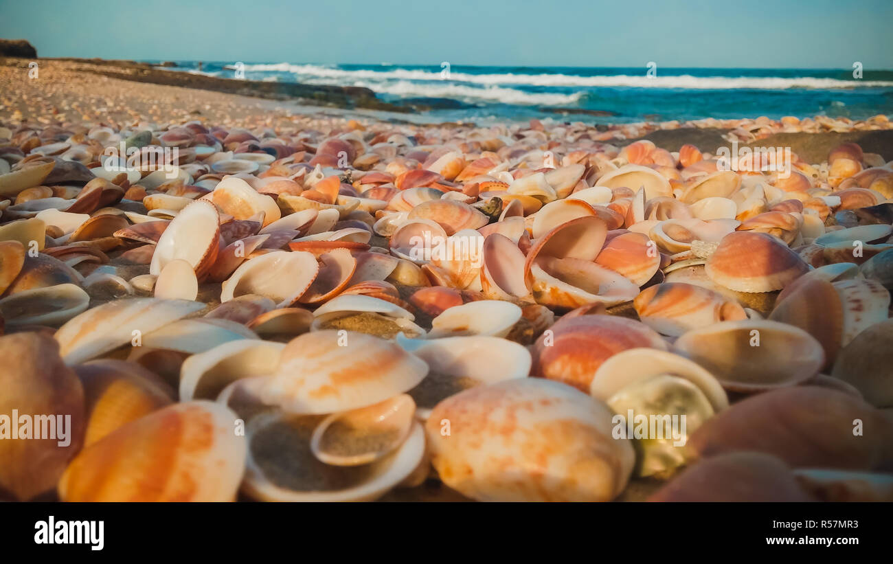 Sea shells on the beach Stock Photo - Alamy