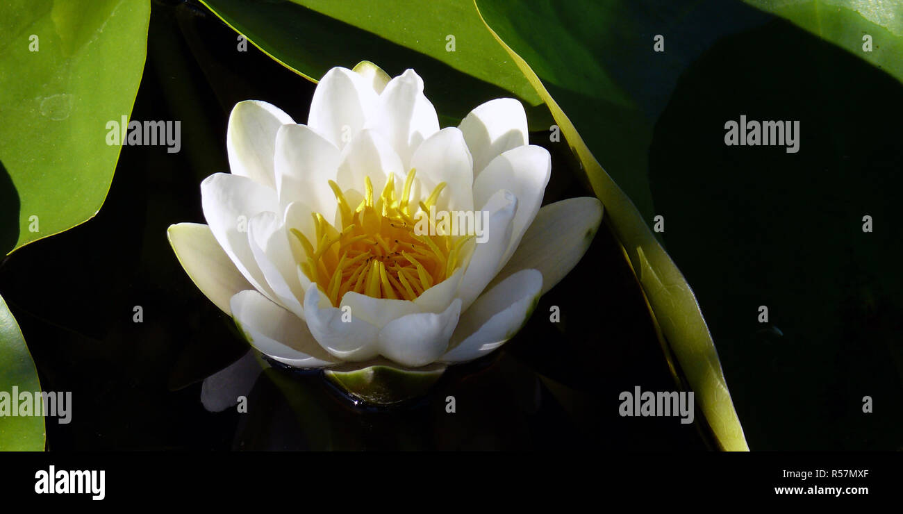 lake rose 7 Stock Photo - Alamy