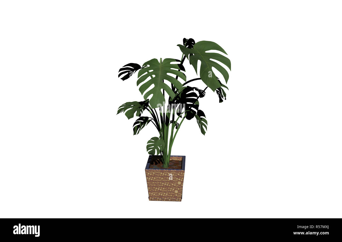 houseplant window leaf free Stock Photo - Alamy