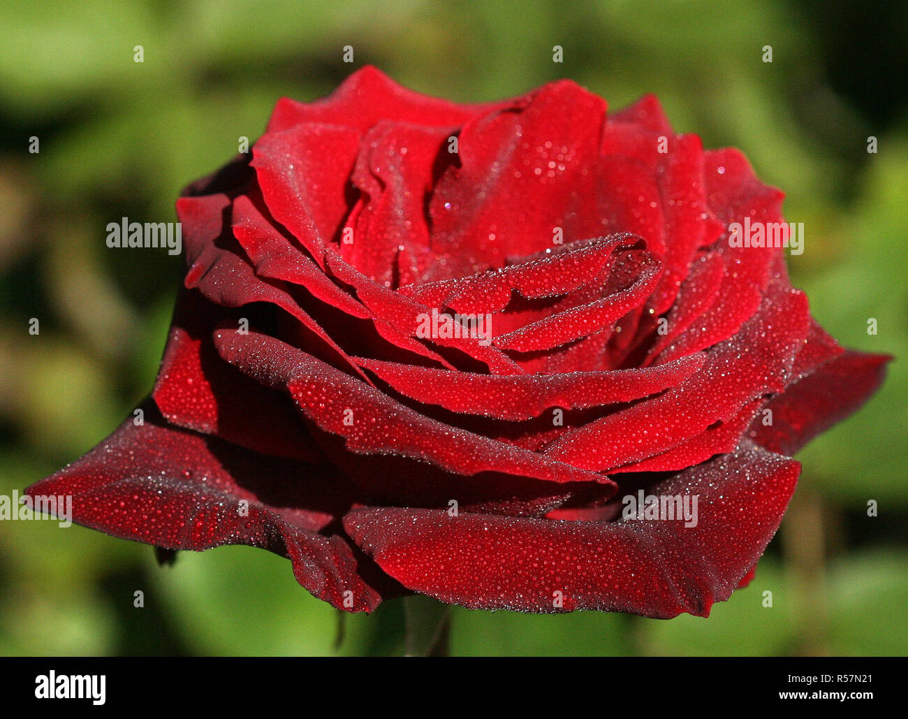 Ht rose hi-res stock photography and images - Alamy