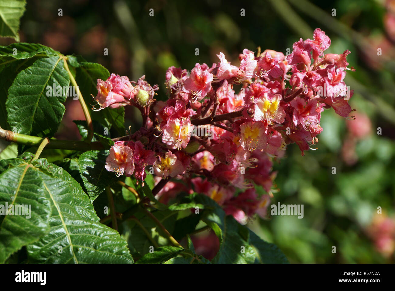 Deciduous flora hi-res stock photography and images - Alamy
