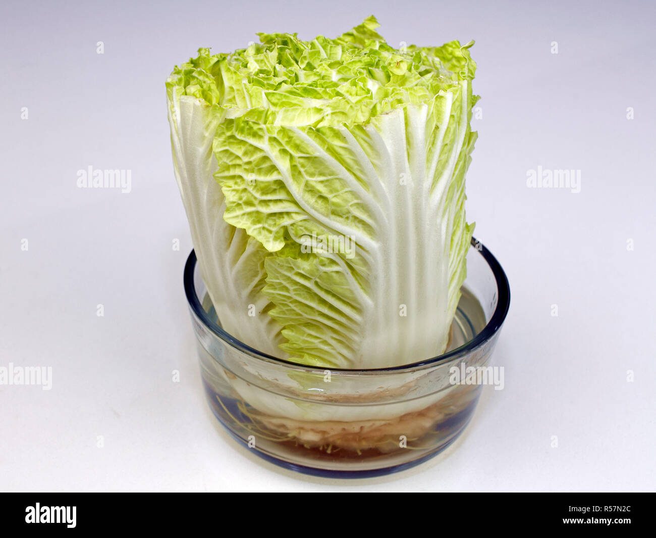 Live inside plant roots hi-res stock photography and images - Alamy