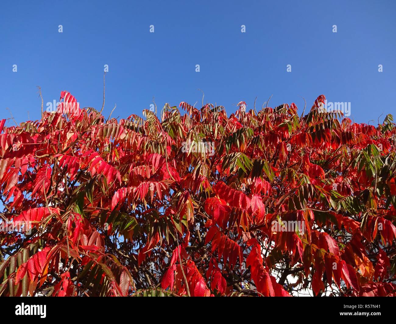 Vinegar tree hi-res stock photography and images - Alamy