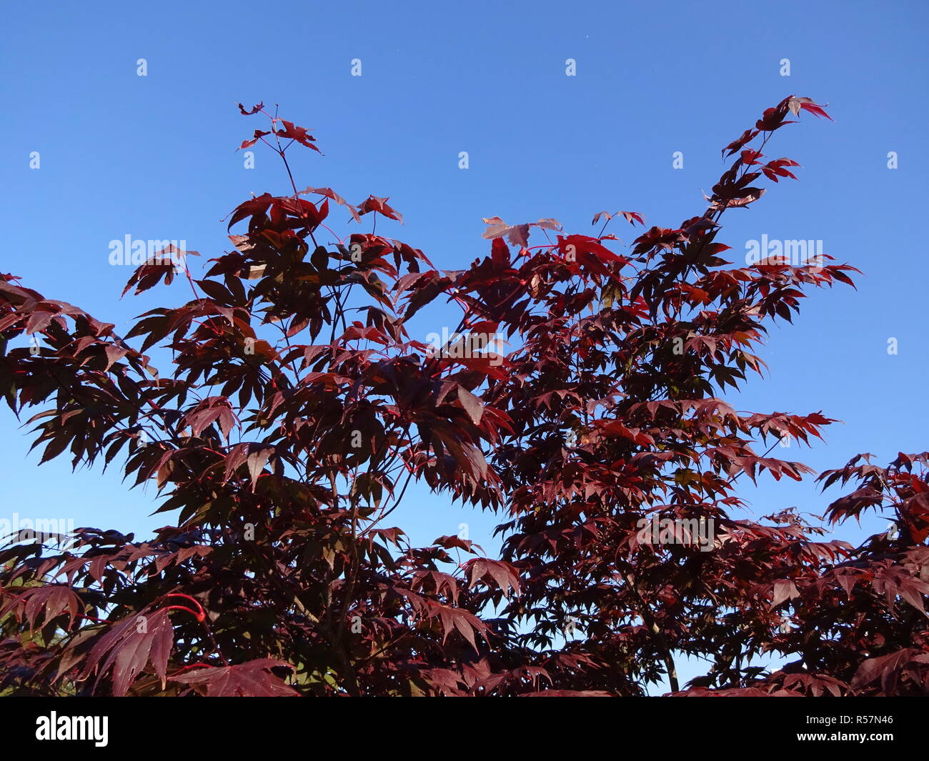 red maple tree Stock Photo - Alamy
