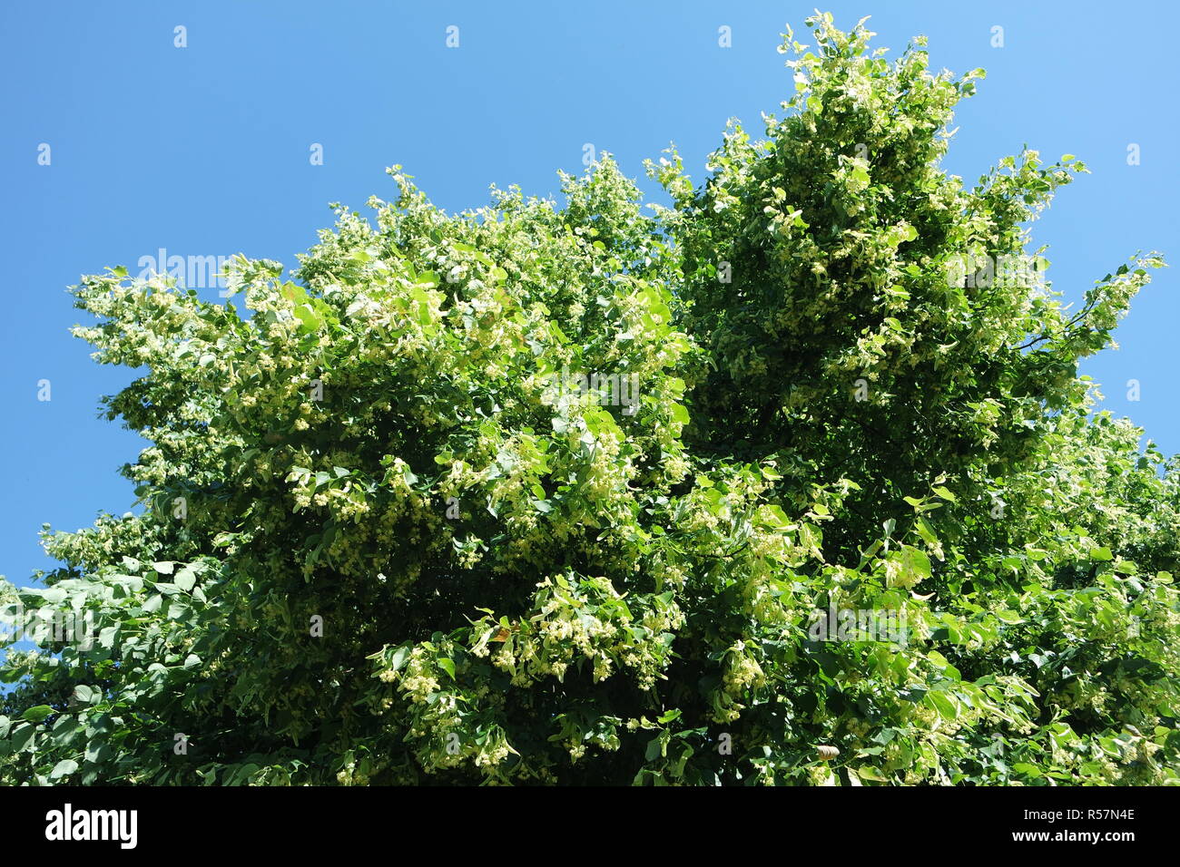 blooming linden tree Stock Photo - Alamy