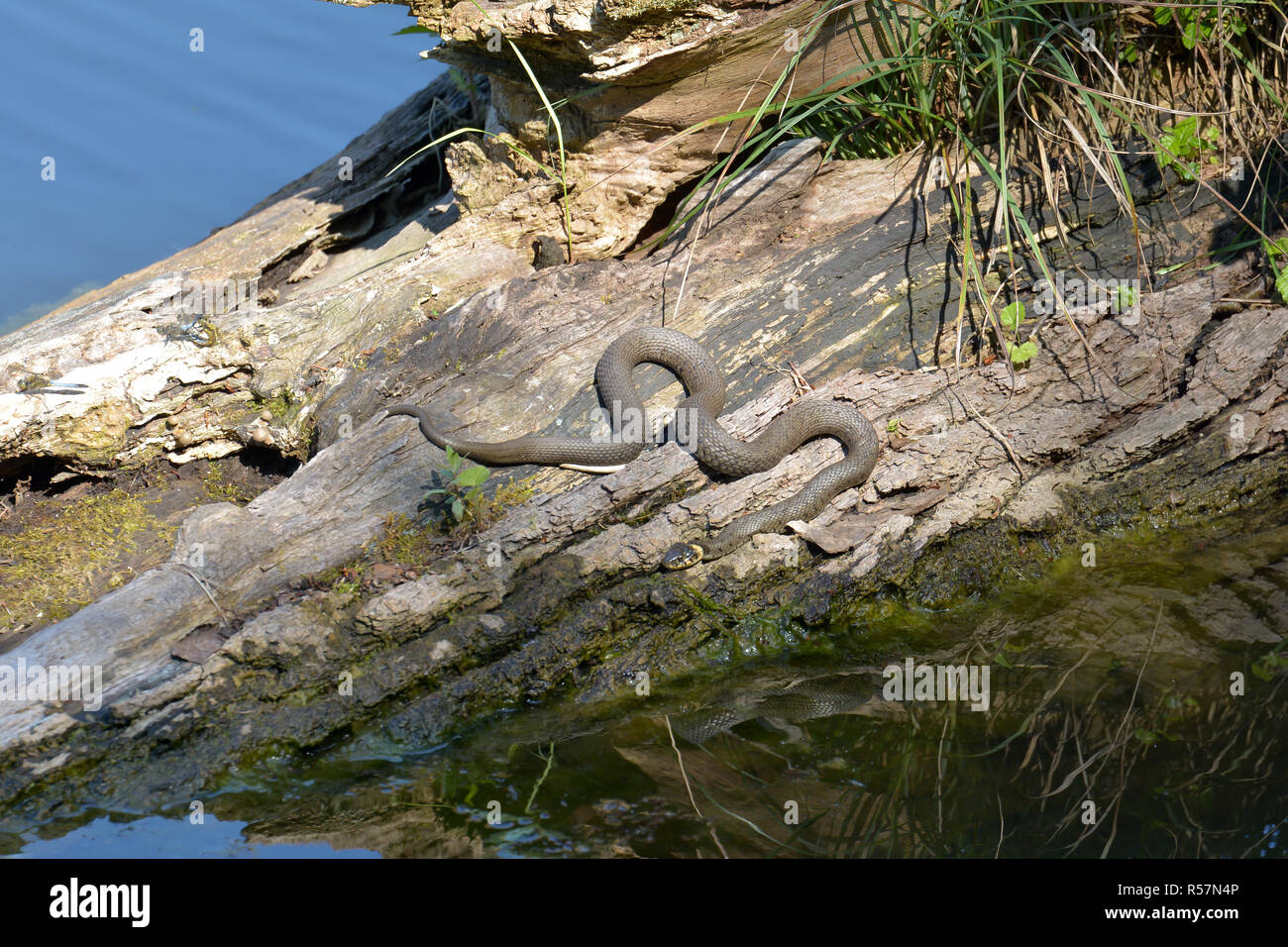 grass snake on the lake Stock Photo - Alamy