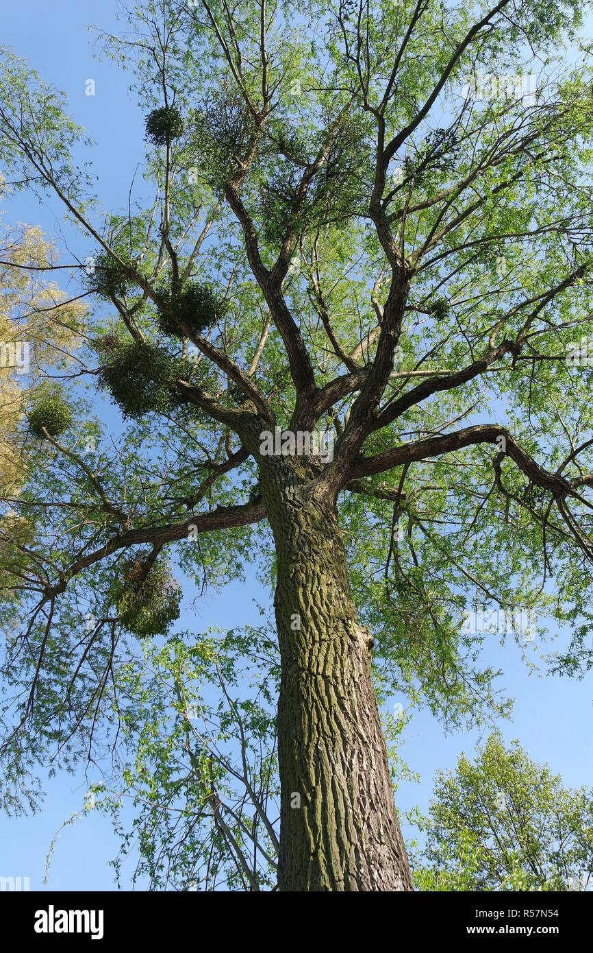 tree with mistletoe Stock Photo - Alamy