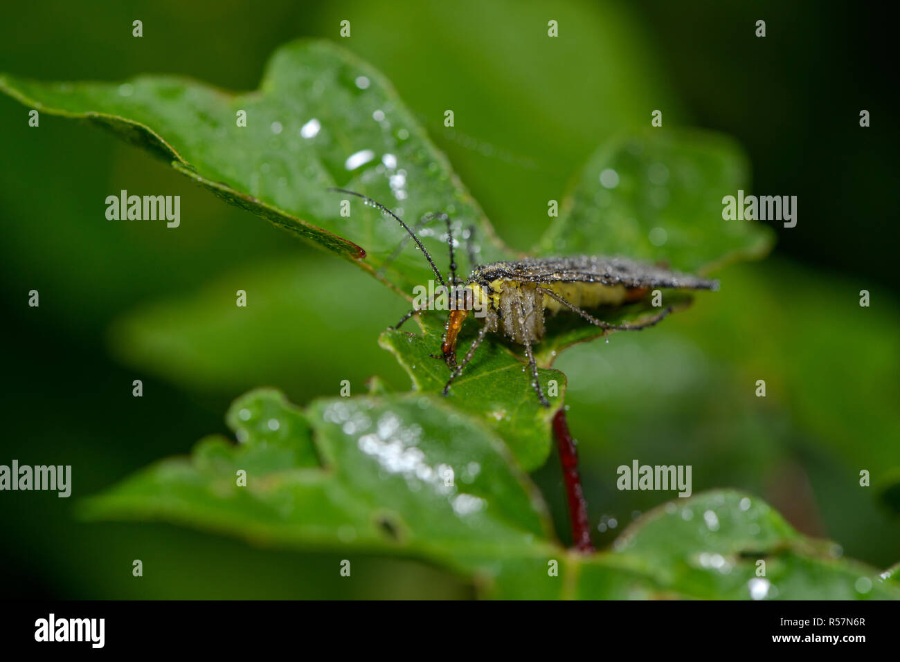 scorpion fly in the rain Stock Photo - Alamy