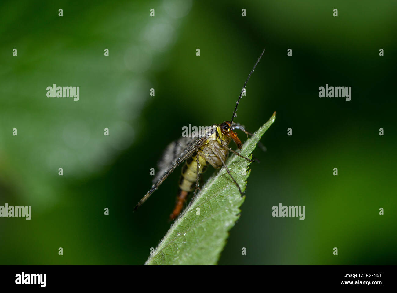 scorpion fly in the rain Stock Photo - Alamy