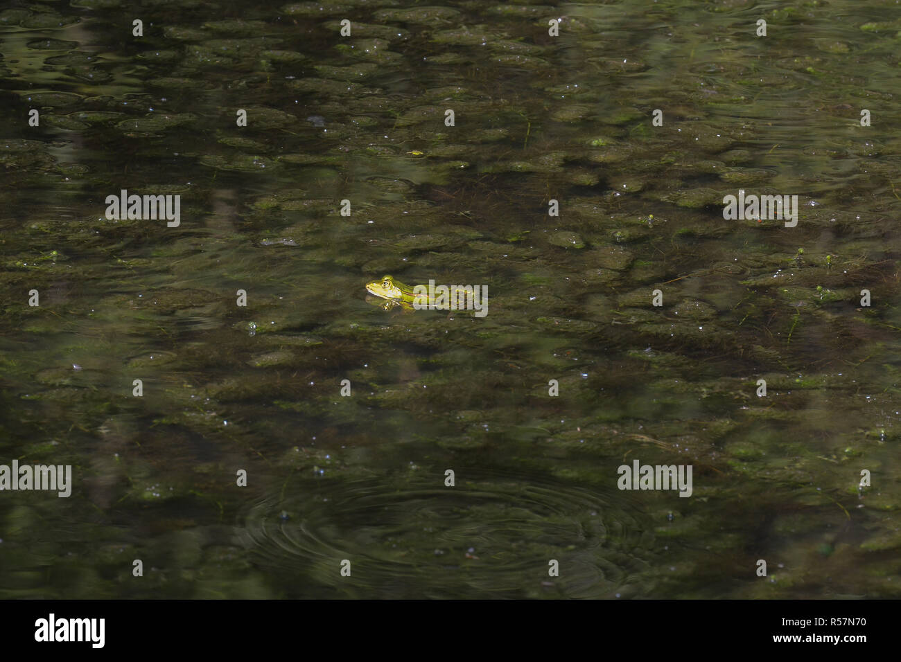 sea frog in the pond Stock Photo - Alamy