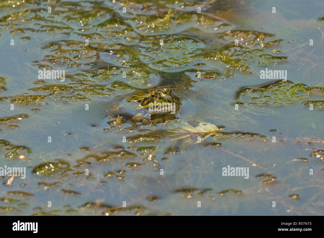 sea frog in the pond Stock Photo - Alamy