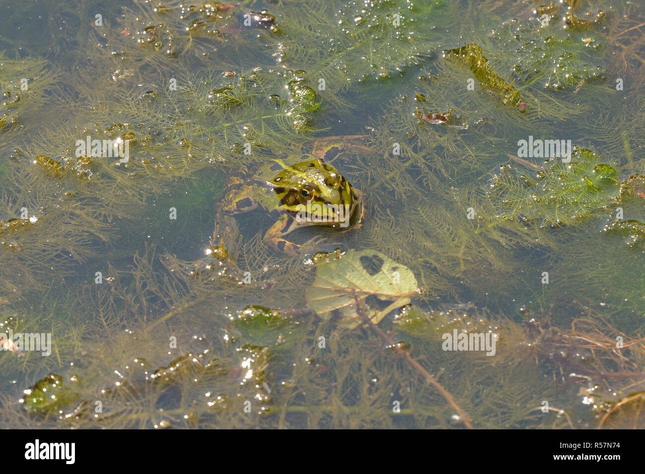 sea frog in the pond Stock Photo - Alamy