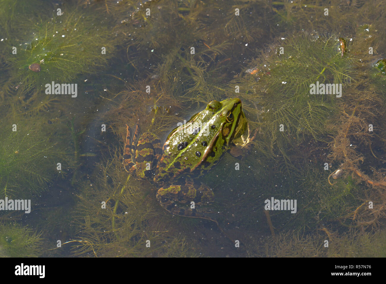 sea frog in the pond Stock Photo - Alamy