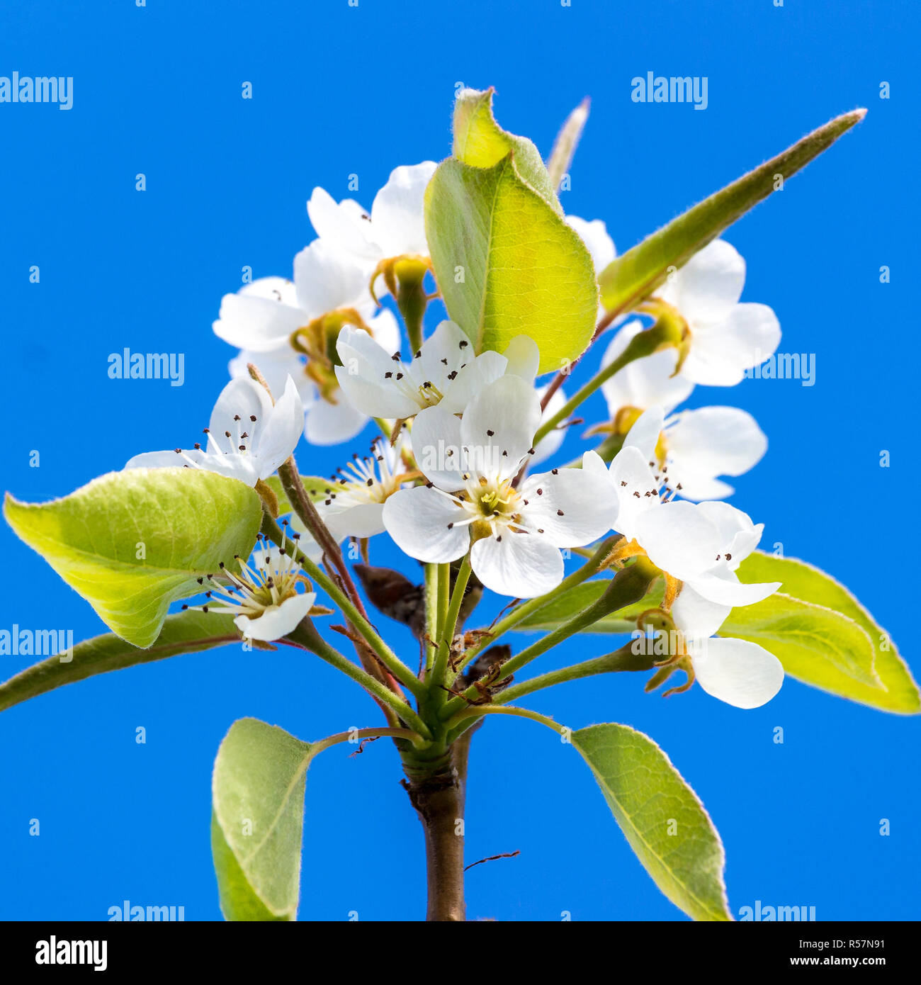 Generic flower hi-res stock photography and images - Alamy