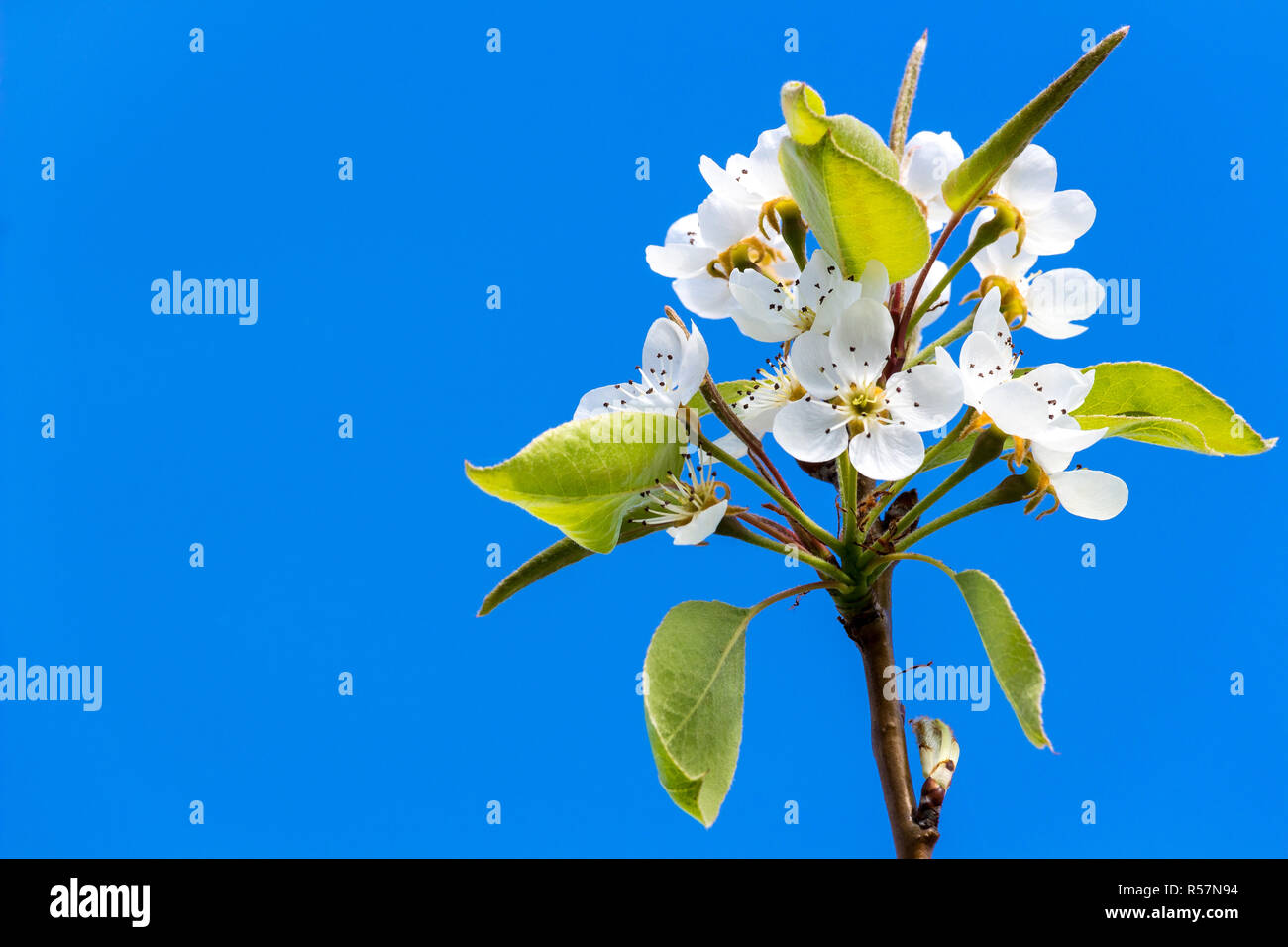 pear tree's flower Stock Photo - Alamy