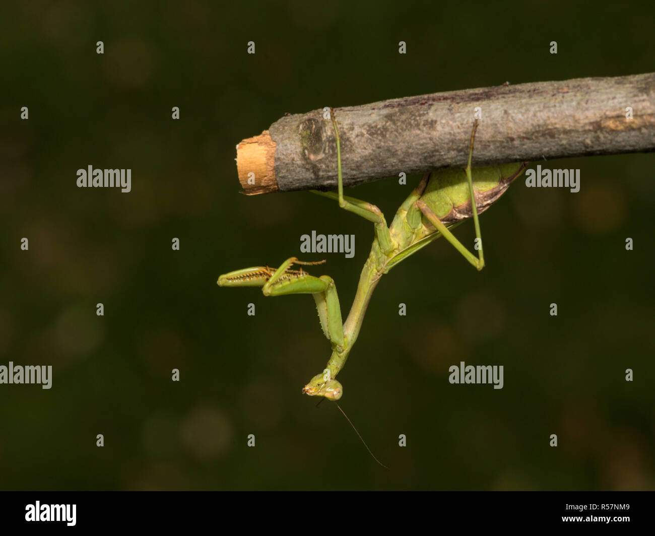 Praying mantis crawling hi-res stock photography and images - Alamy
