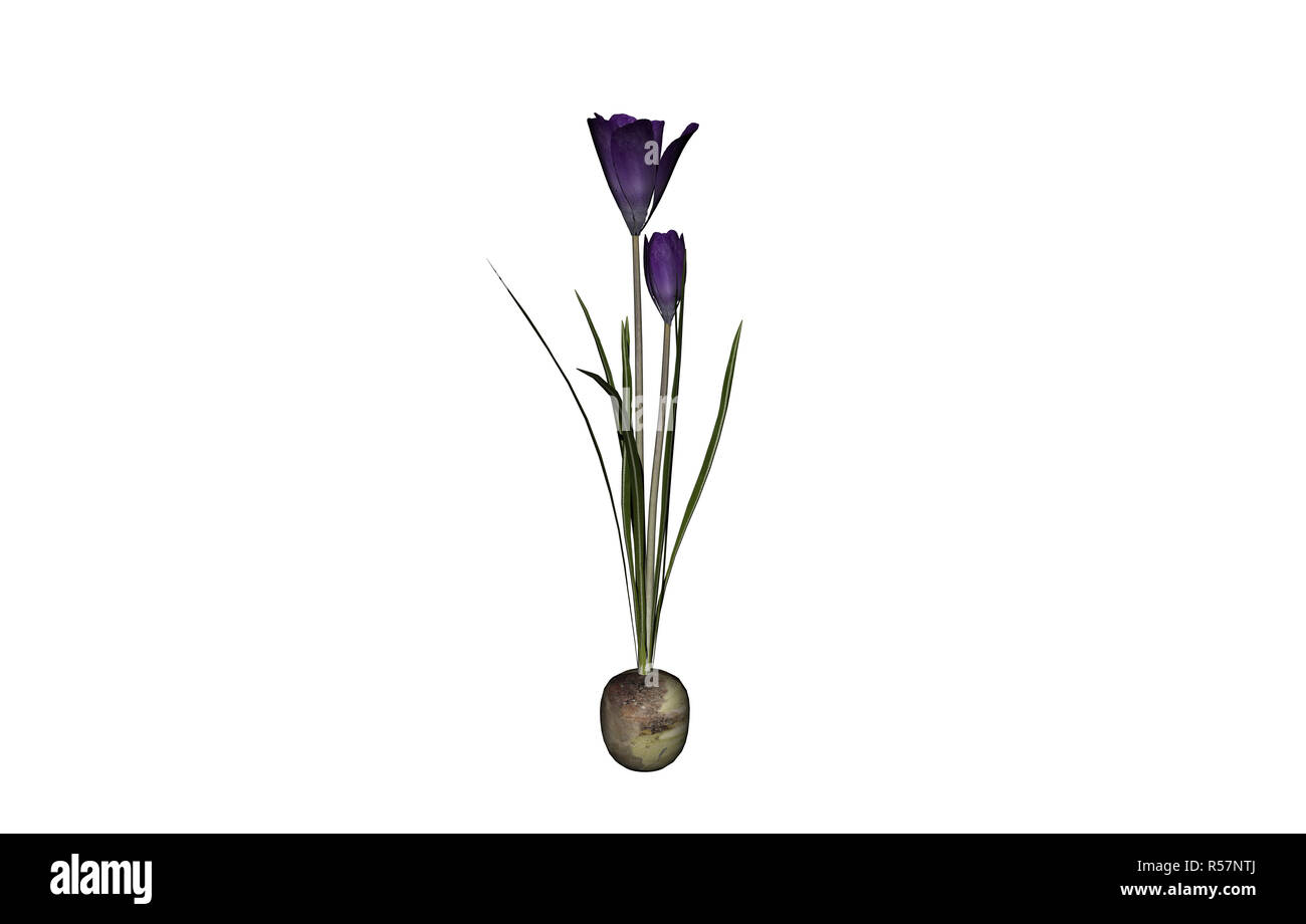 spring flowers isolated Stock Photo - Alamy