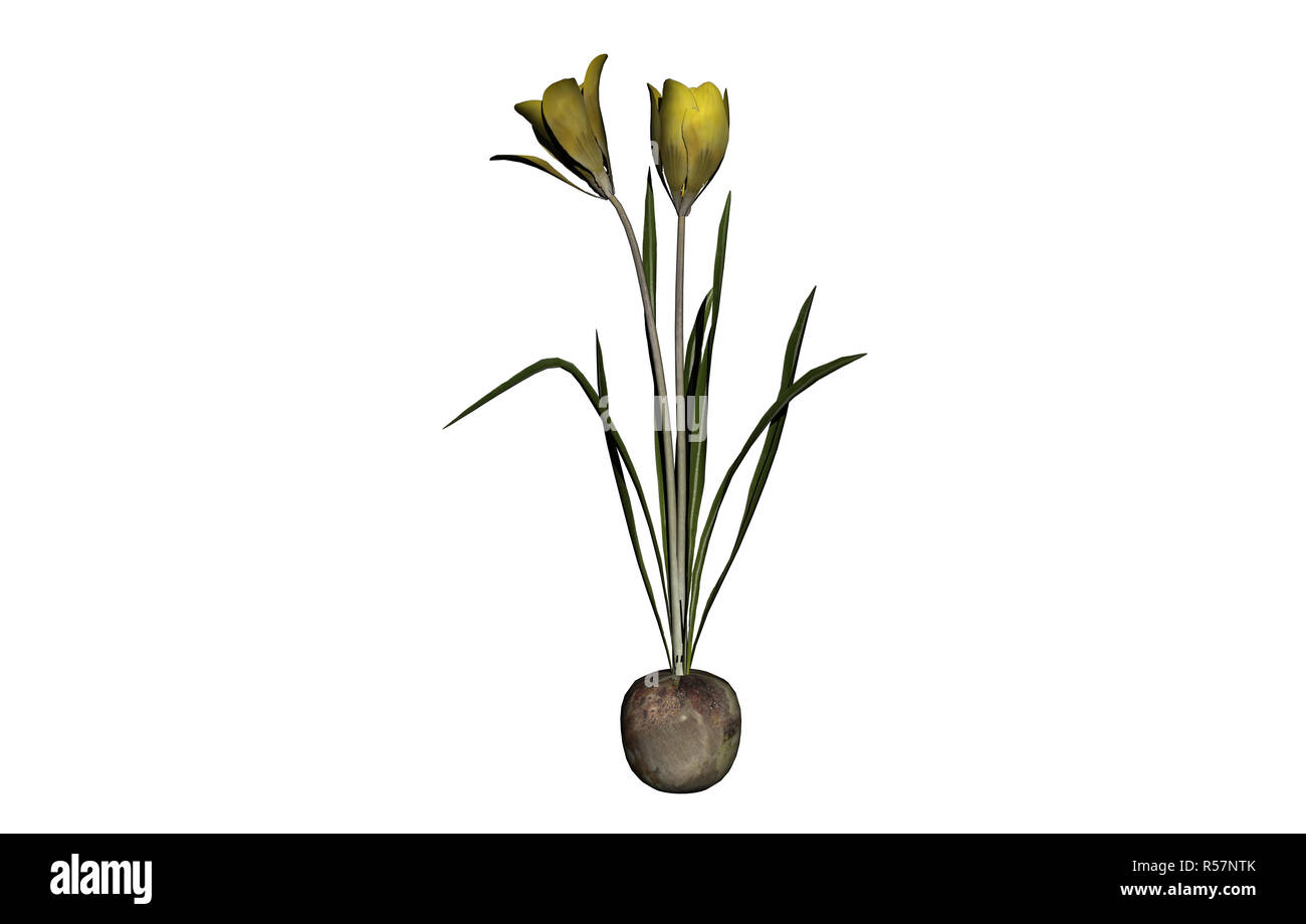 spring flowers isolated Stock Photo - Alamy