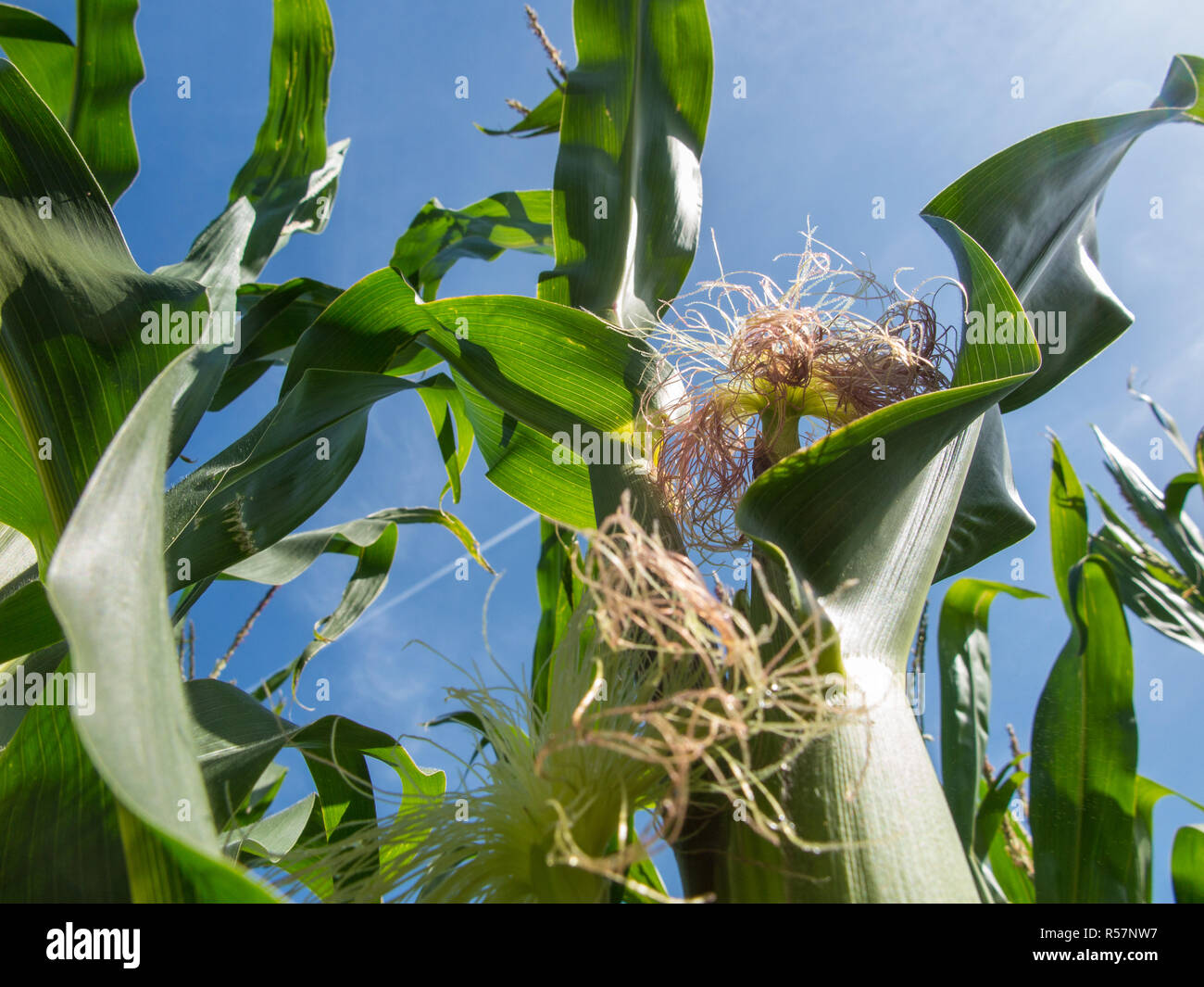 in the corn field Stock Photo - Alamy