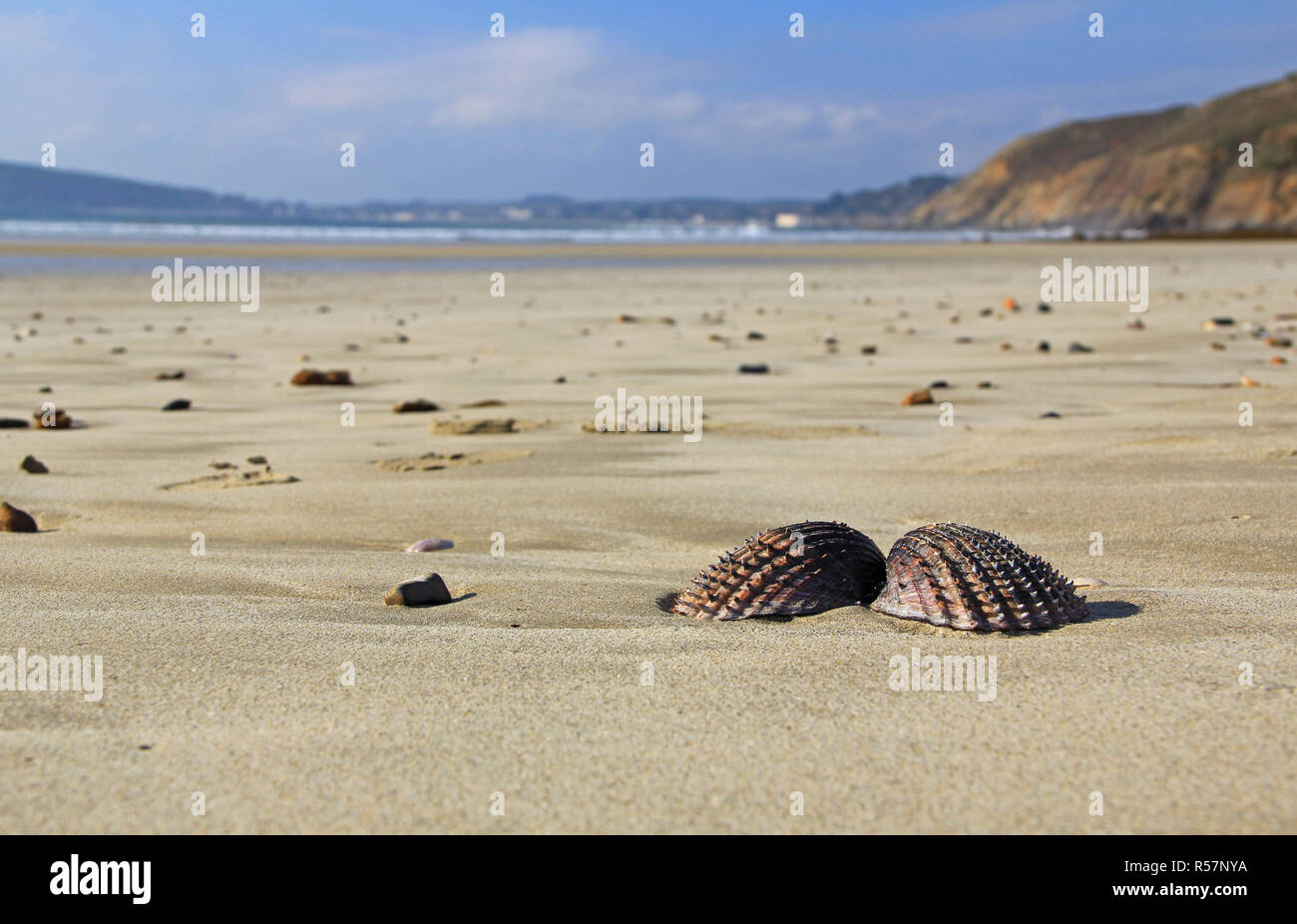 seashell on the beach Stock Photo - Alamy