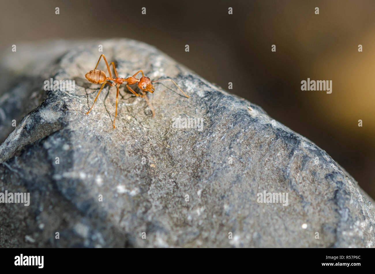 Red ant,Weaver Ants (Oecophylla smaragdina Stock Photo - Alamy