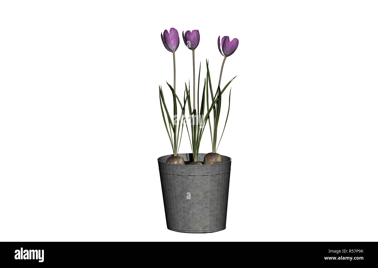 spring flowers isolated Stock Photo - Alamy