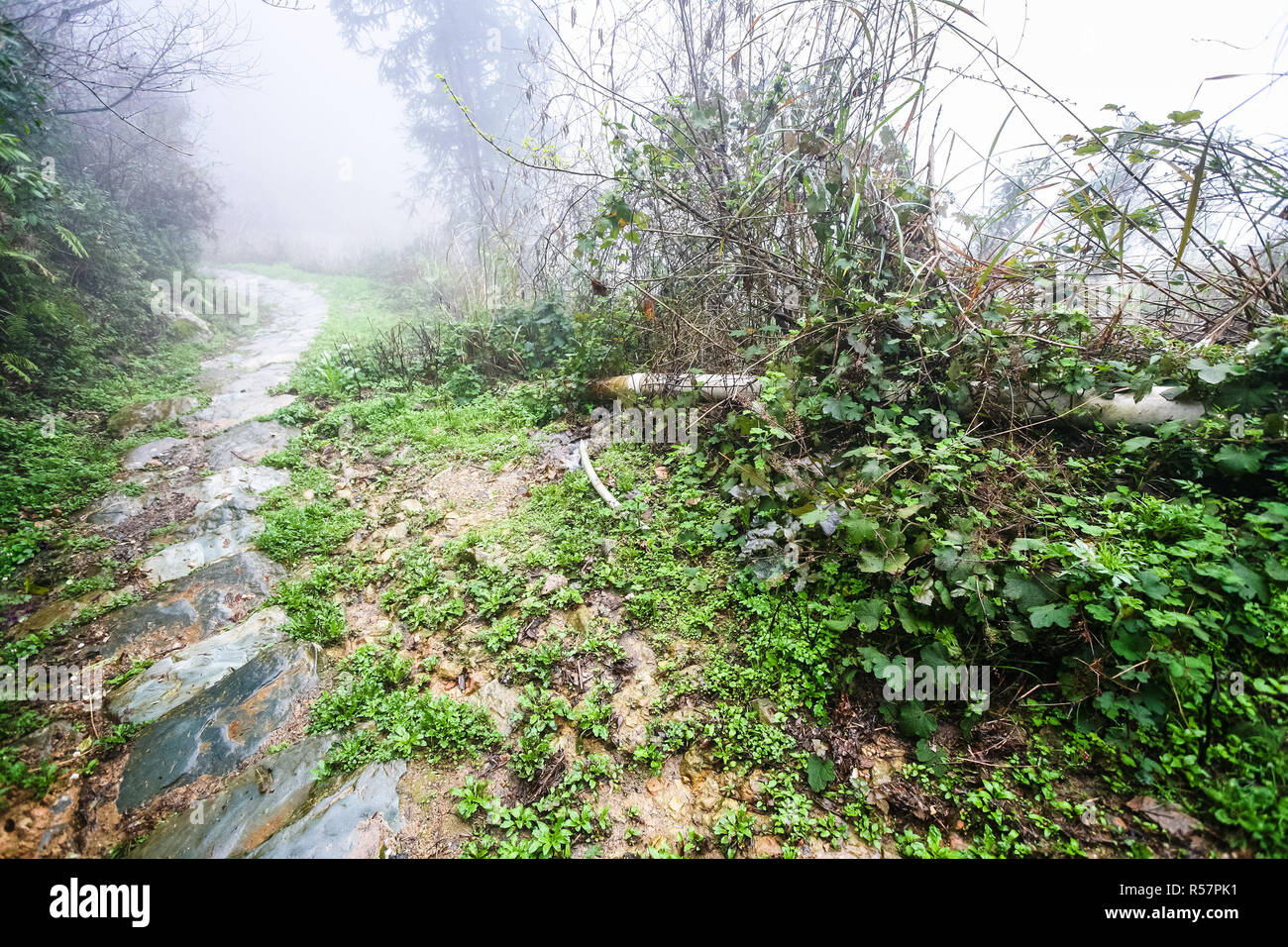 wet path in field in rainy misty spring day Stock Photo - Alamy