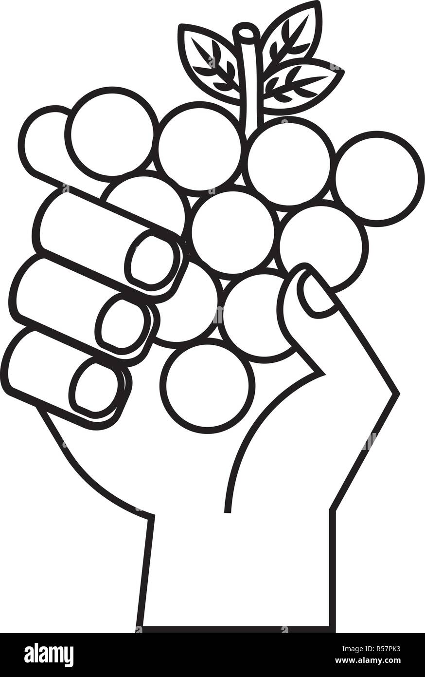 Delicious white wine grapes Stock Vector Images - Alamy