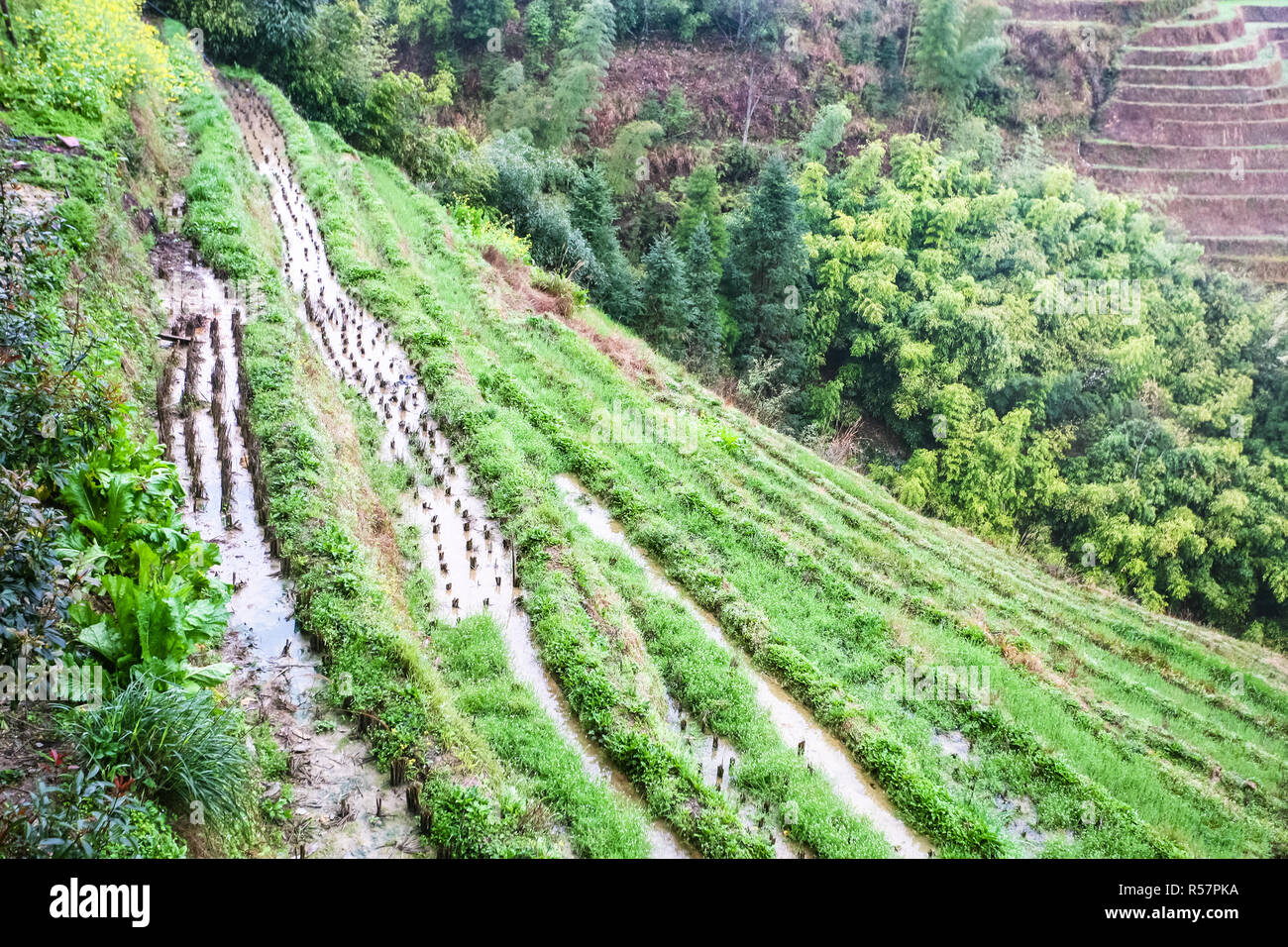 above view of rice beds on terraced slope Stock Photo - Alamy