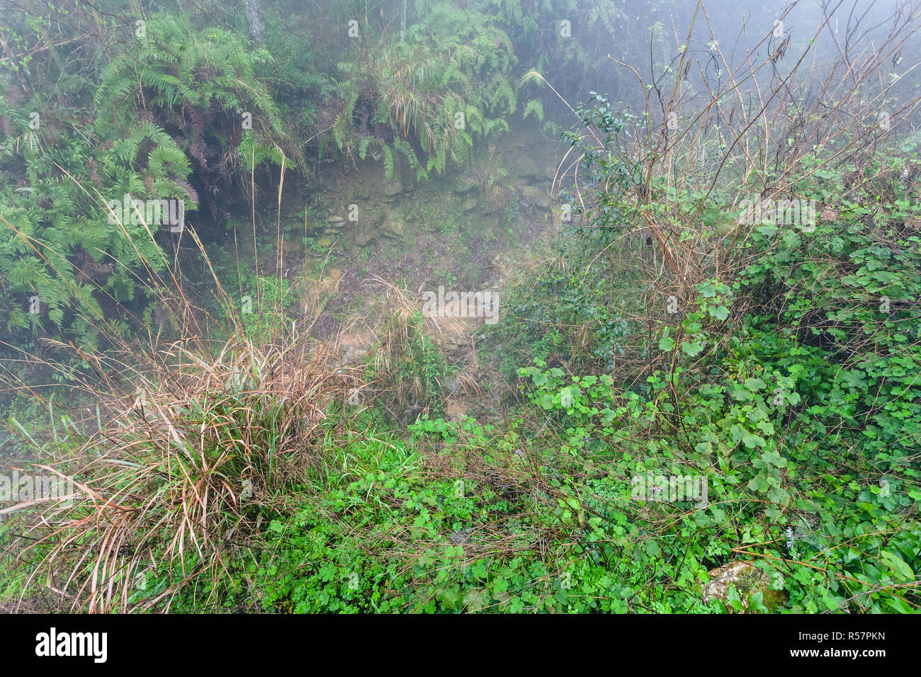 Wet meadow plant community hi-res stock photography and images - Alamy
