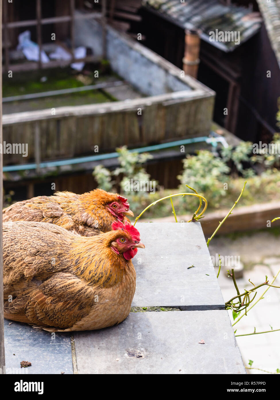 Two red hens hi-res stock photography and images - Alamy