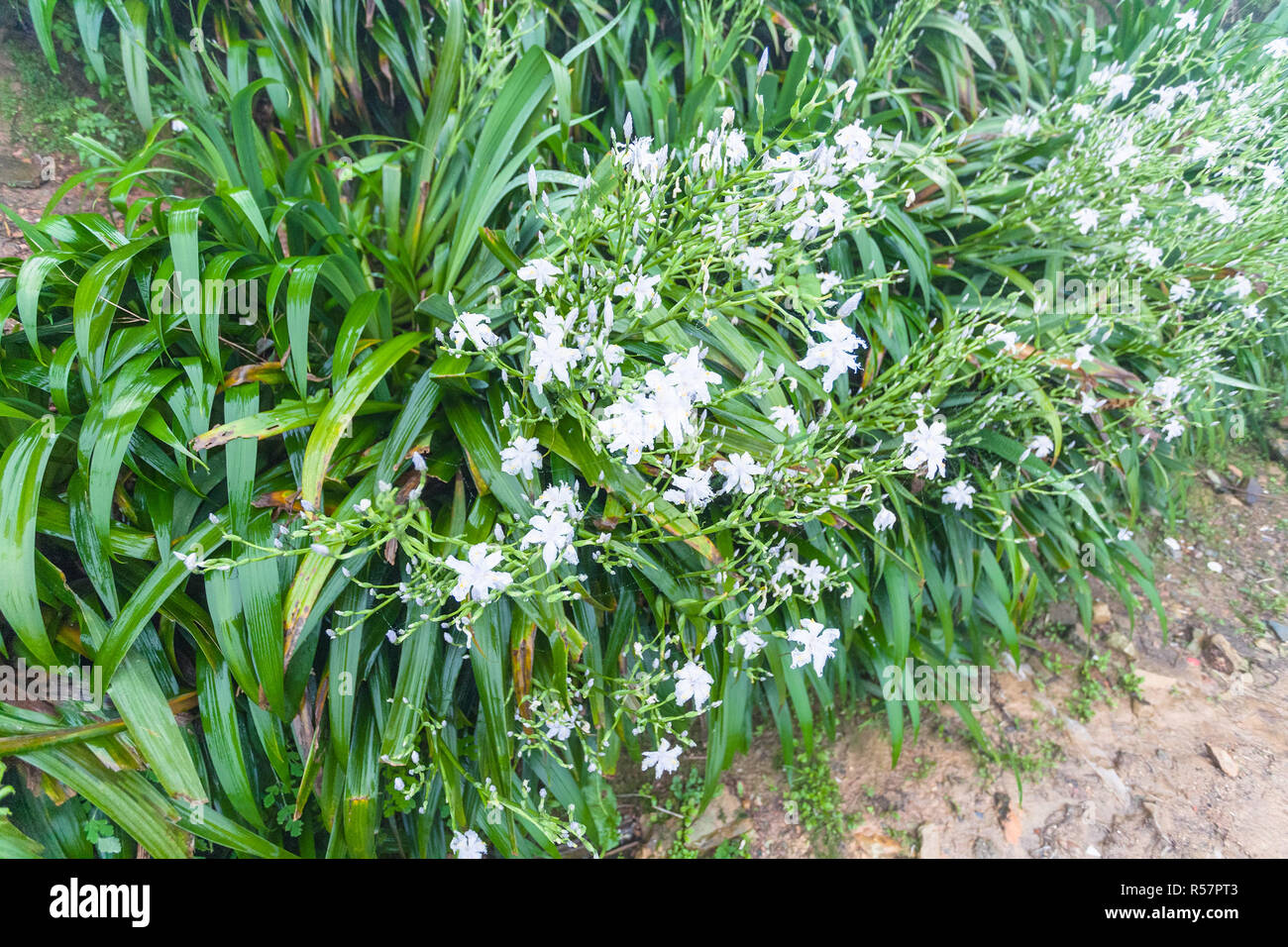 Wet meadow plant community hi-res stock photography and images - Alamy