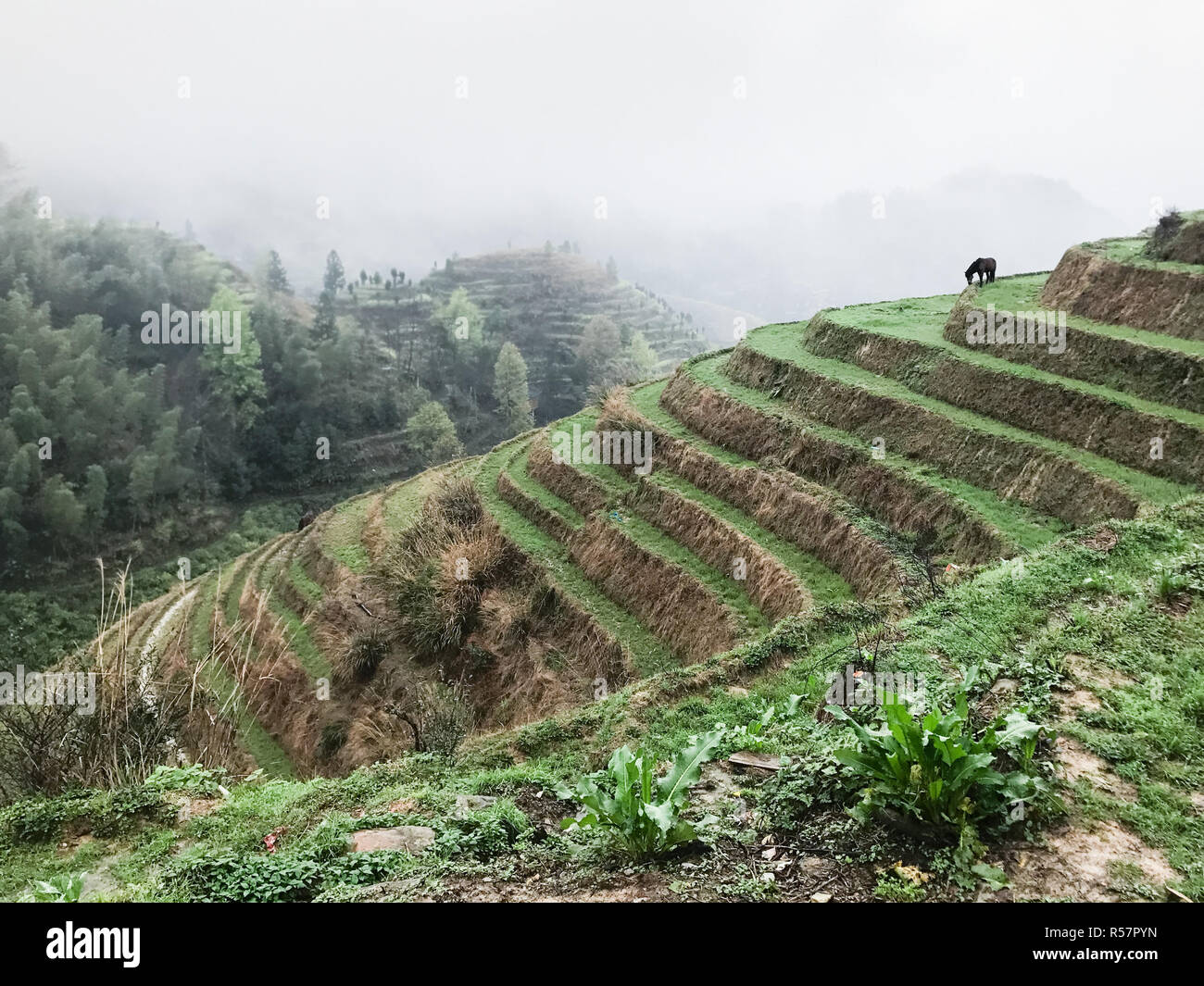 above view of terraced paddy fields on hills Stock Photo - Alamy